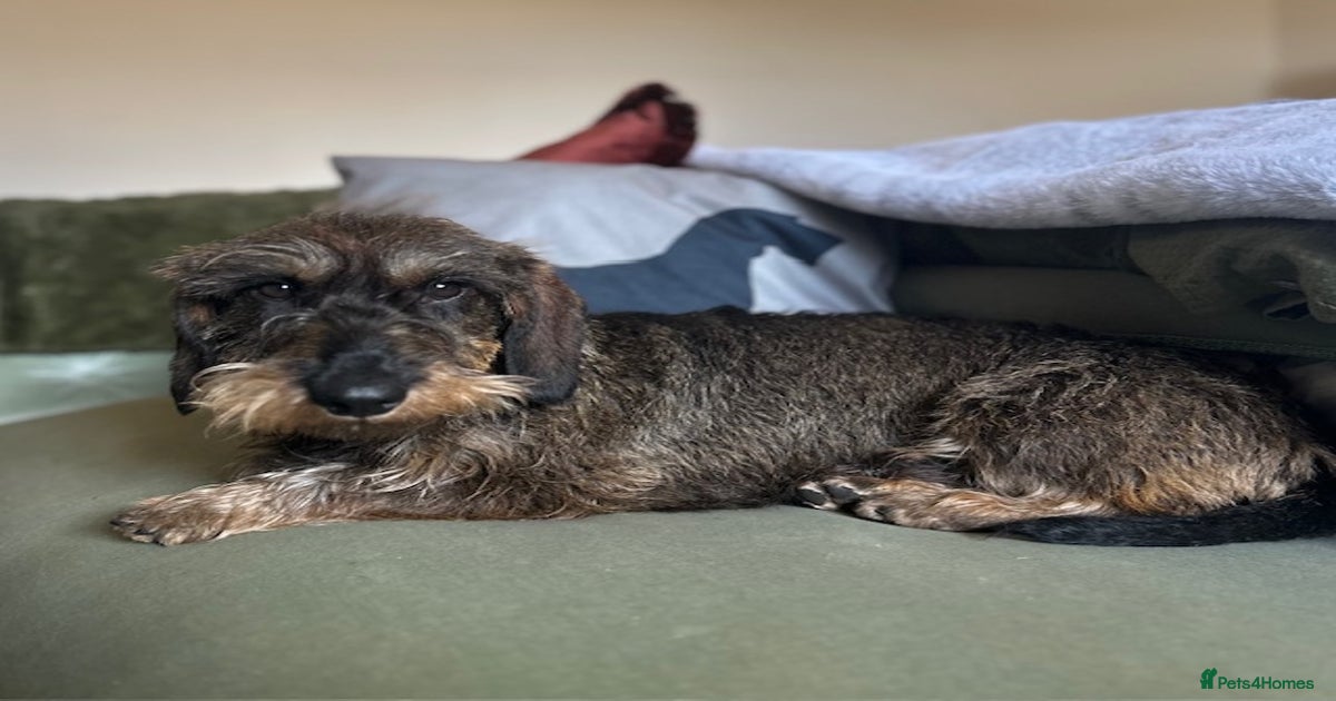 KC Reg 0%COI Brilliant Bold Wirehaired Teckel Stud for stud in Sudbury ...