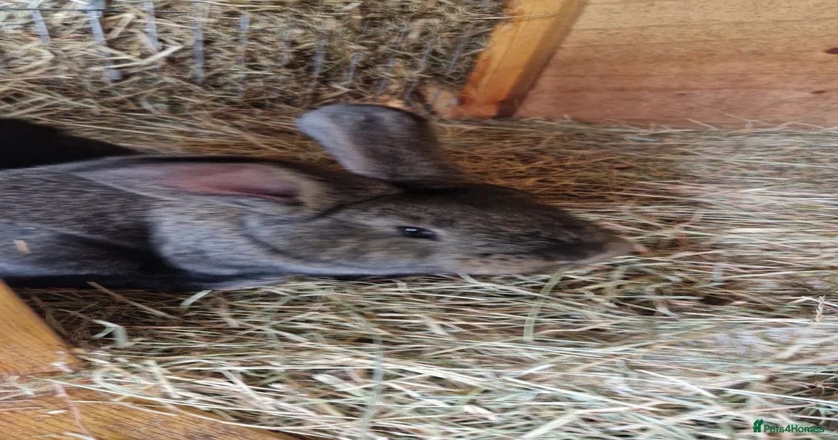 Continental Giant Rabbits for sale | Pets4Homes