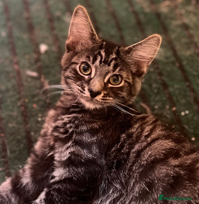 Beautiful mixed kittens for sale in London | Pets4Homes