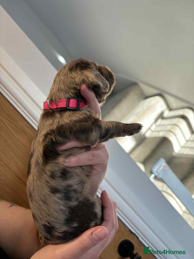 Working Cocker Spaniel Puppies for sale in Doncaster | Pets4Homes