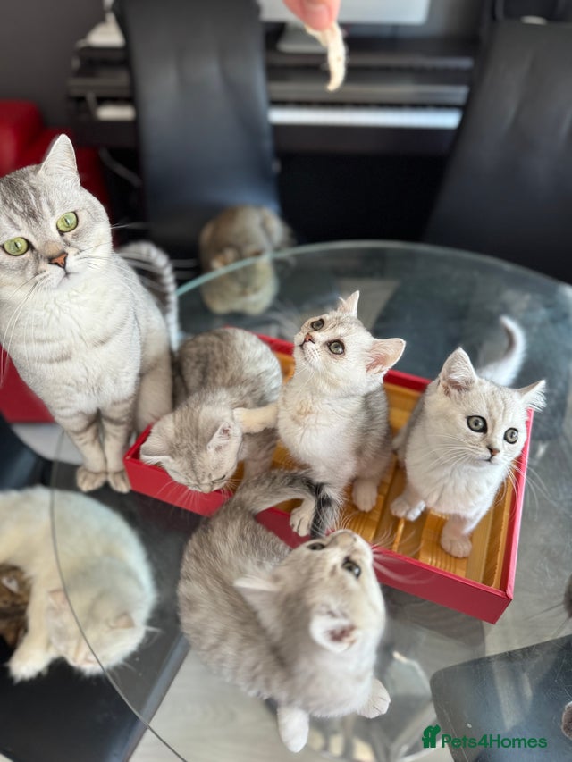 4 Adorable British shorthair kittens for sale in London | Pets4Homes
