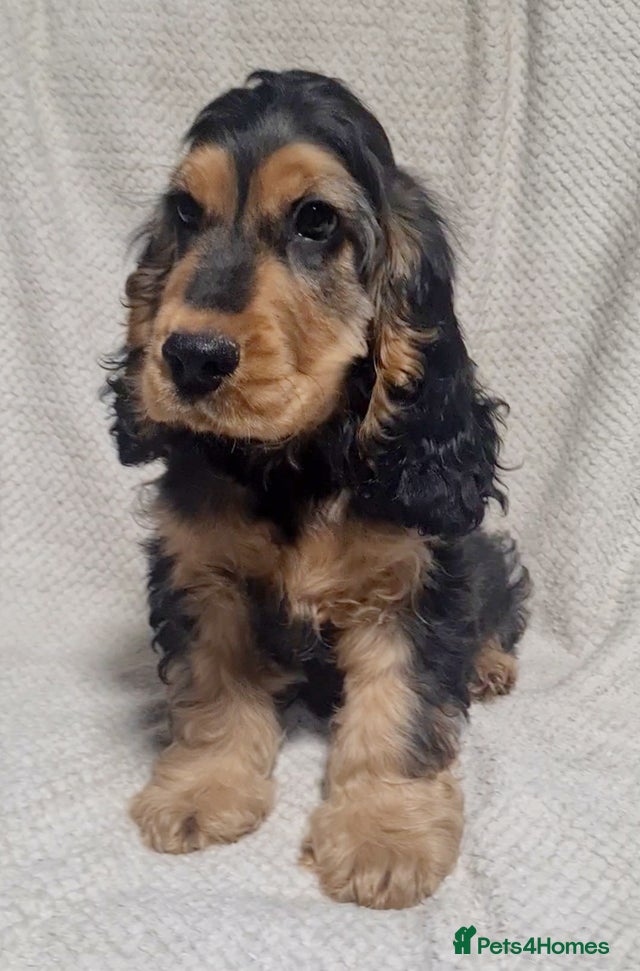 Gorgeous Show Type Cocker Spaniel Boy - Fully Vacc for sale in Wrexham ...