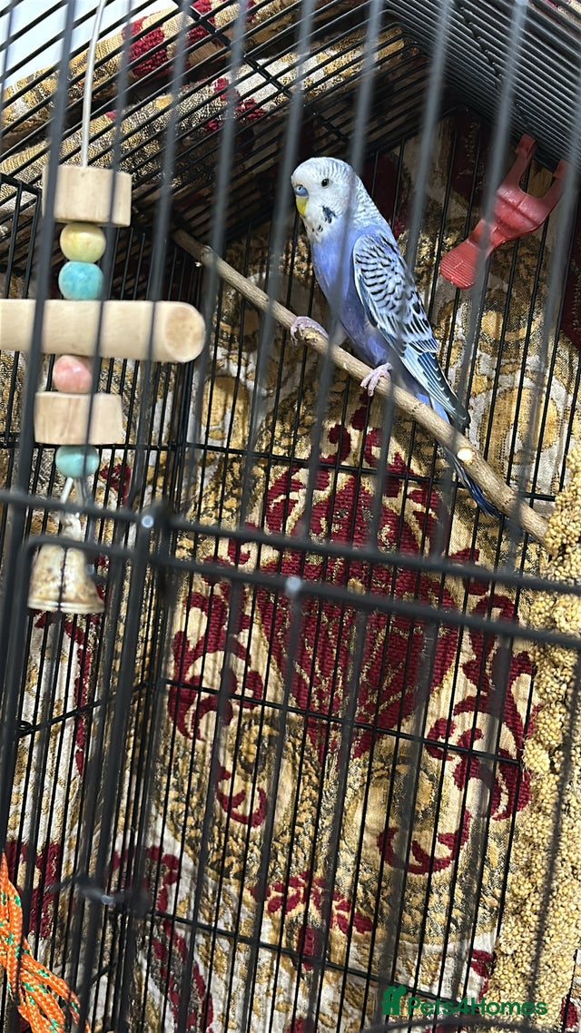 Budgies Easy Hand-Reared for sale in Manchester | Pets4Homes