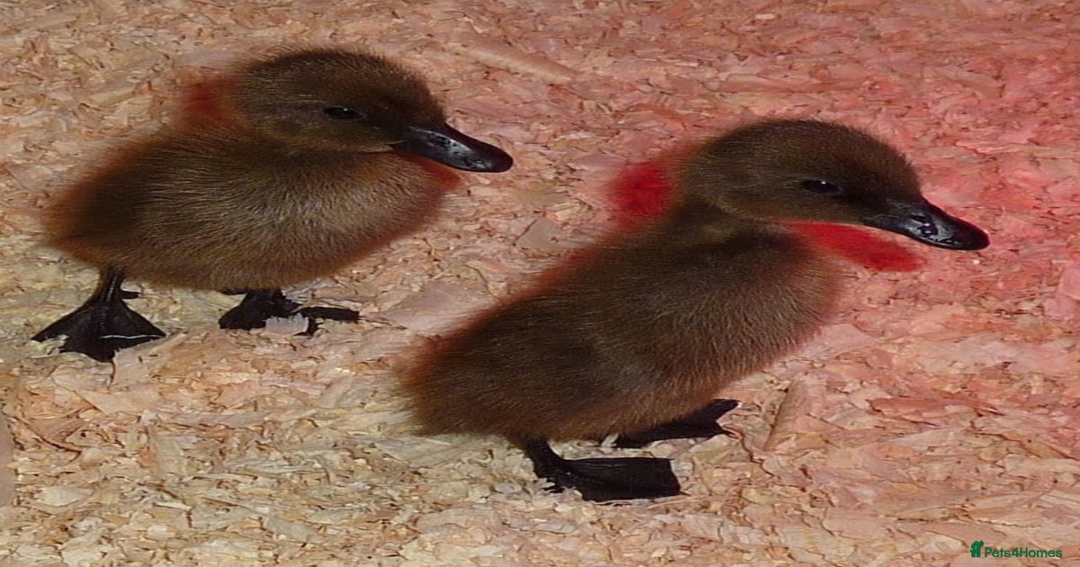 Chocolate Indian runner duck babies for sale in Rowley Regis | Pets4Homes