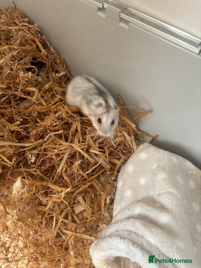 Dwarf hamster for sale in Rotherham | Pets4Homes