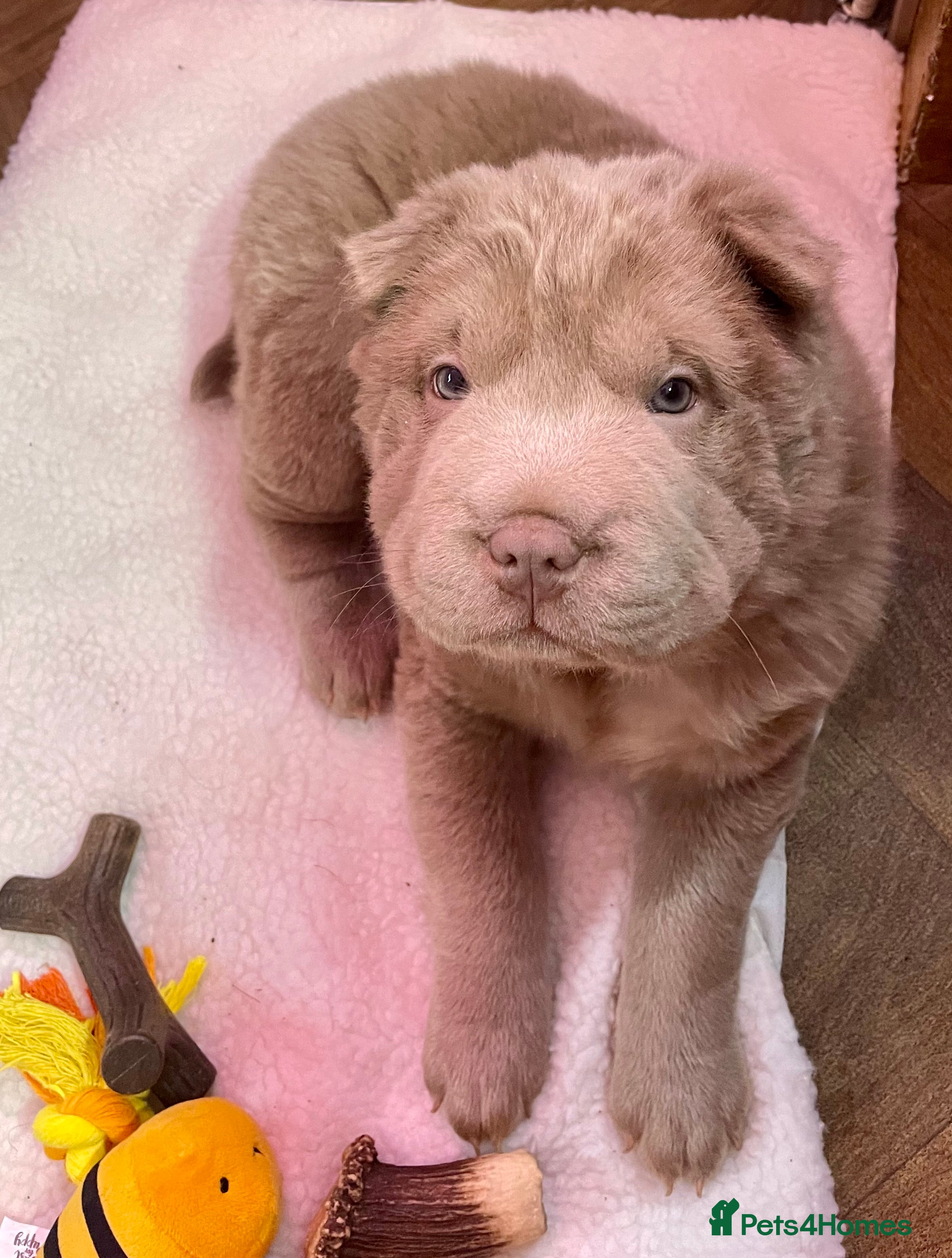 Beautiful female Dilute lilac bearcoat Shar pei for sale in ...