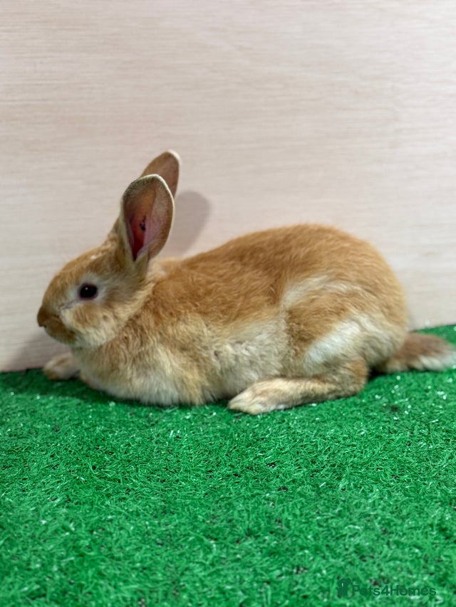 Silver Fox X Californian Kits. Does and Bucks for sale in Doncaster ...