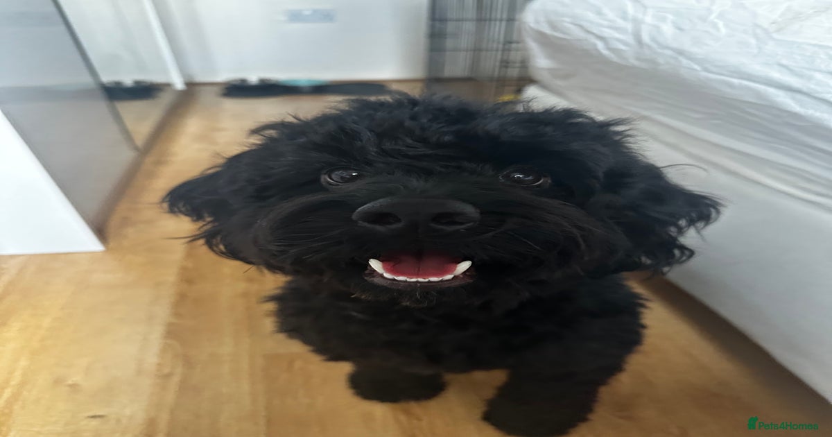 Cockapoo Rocky for sale in London | Pets4Homes