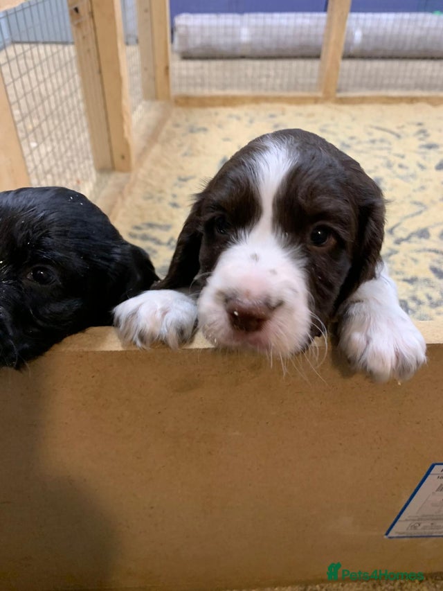 Beautiful KC reg Working Cocker Spaniel Puppies for sale in Spalding ...