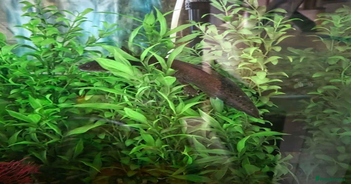 3 axolotls for sale with set up for sale in Cardiff | Pets4Homes