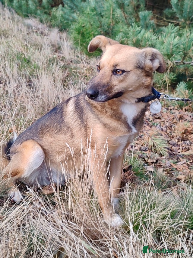 BARBIE – German Shepherd–Type (Female) for adoption in West Malling ...