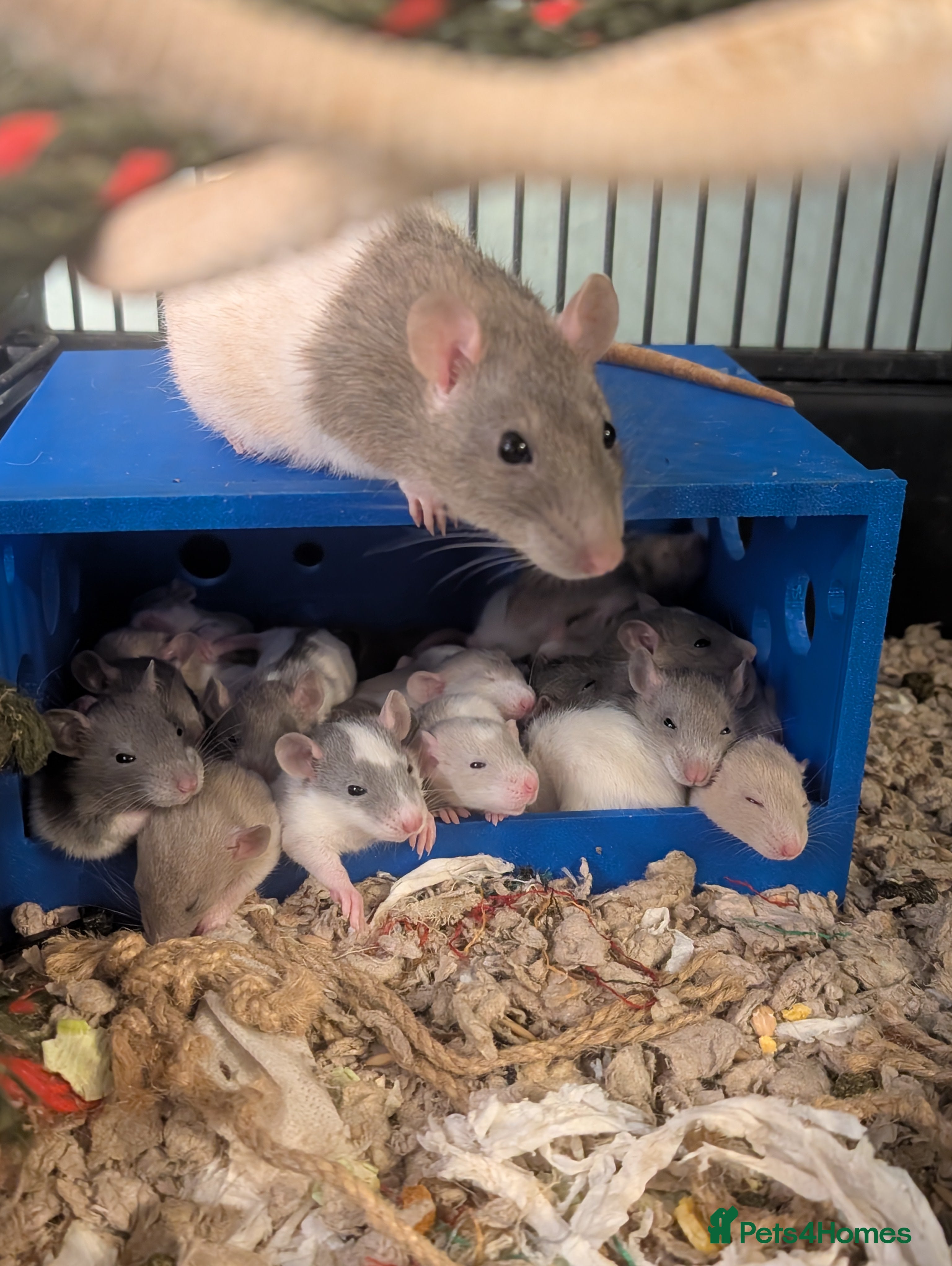 Cute and super friendly Rats for sale in Maldon | Pets4Homes
