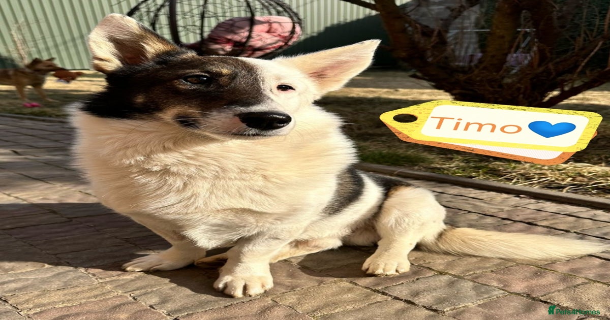 💙🐶 TIMO 🐶💙 for adoption in Burton-on-Trent | Pets4Homes