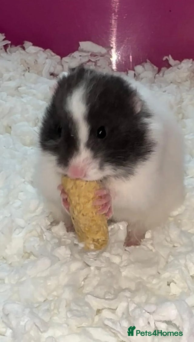 Baby hamsters for sale in London | Pets4Homes
