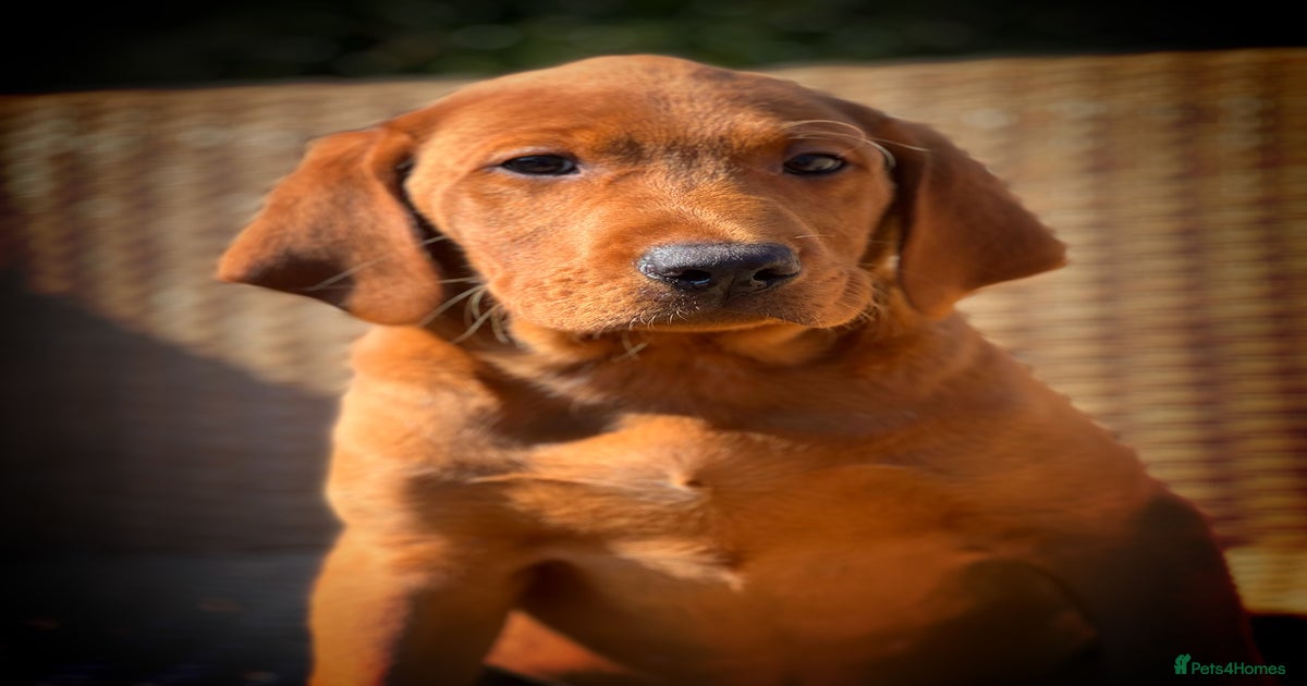 Exceptional Quality Dark Fox Red Labrador Puppies for sale in Cupar ...