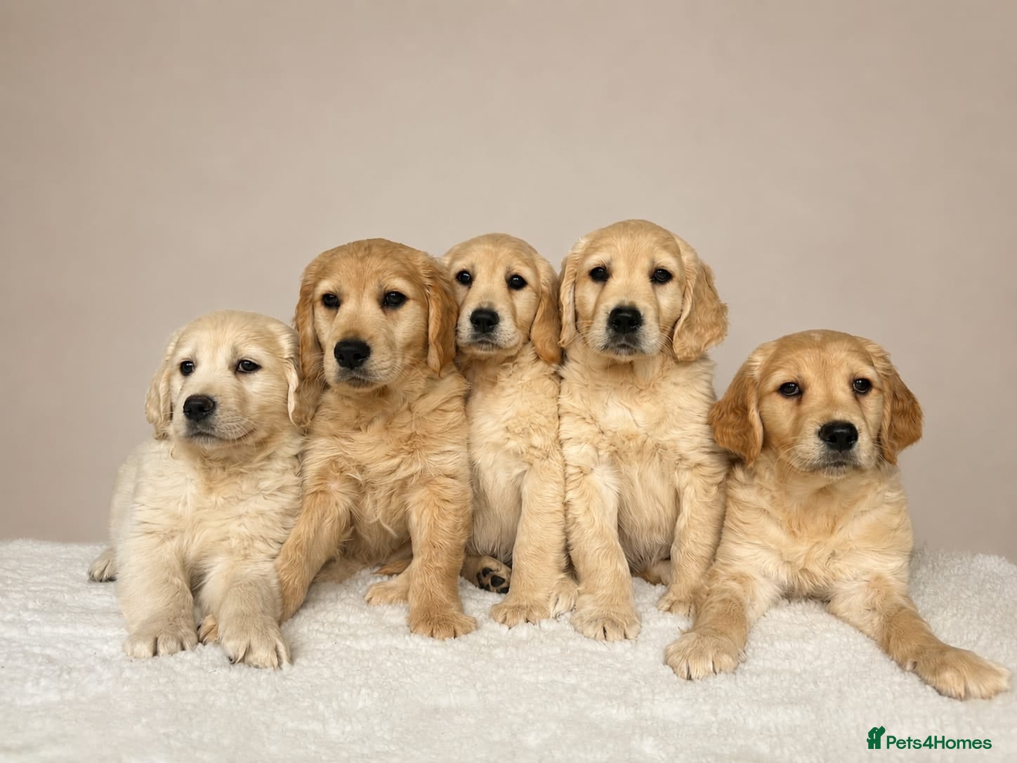 Golden Retriever Puppies for sale in Baldock, Hertfordshire | Pets4Homes