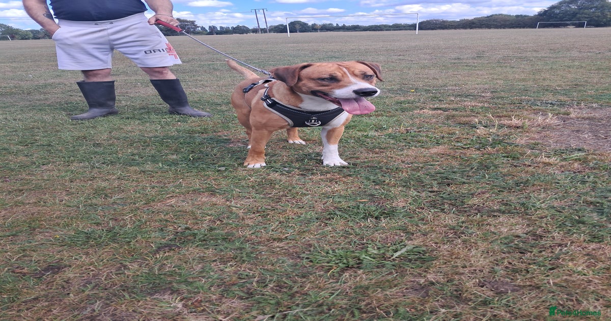 Bruno for sale in Mexborough | Pets4Homes