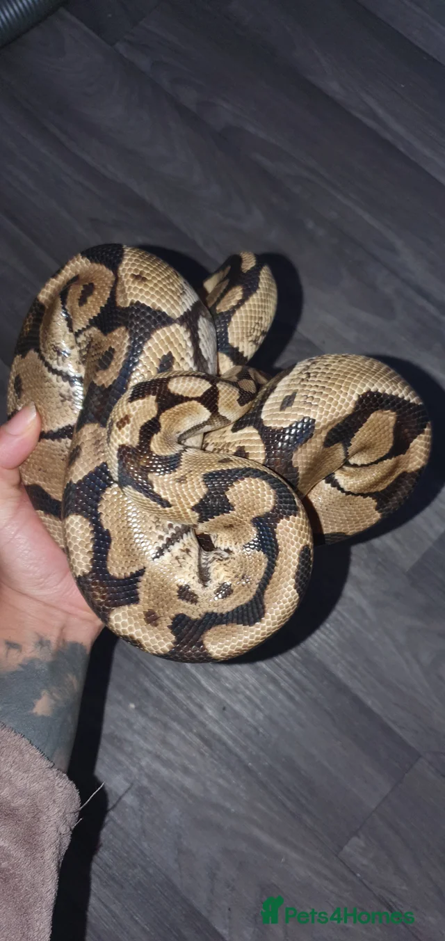 Large pastel male for sale in Leeds | Pets4Homes