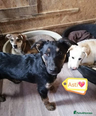 Free Dogs for adoption | Pets4Homes