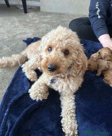 Poochon Dogs Breed - Information, Temperament, Size & Price | Pets4Homes