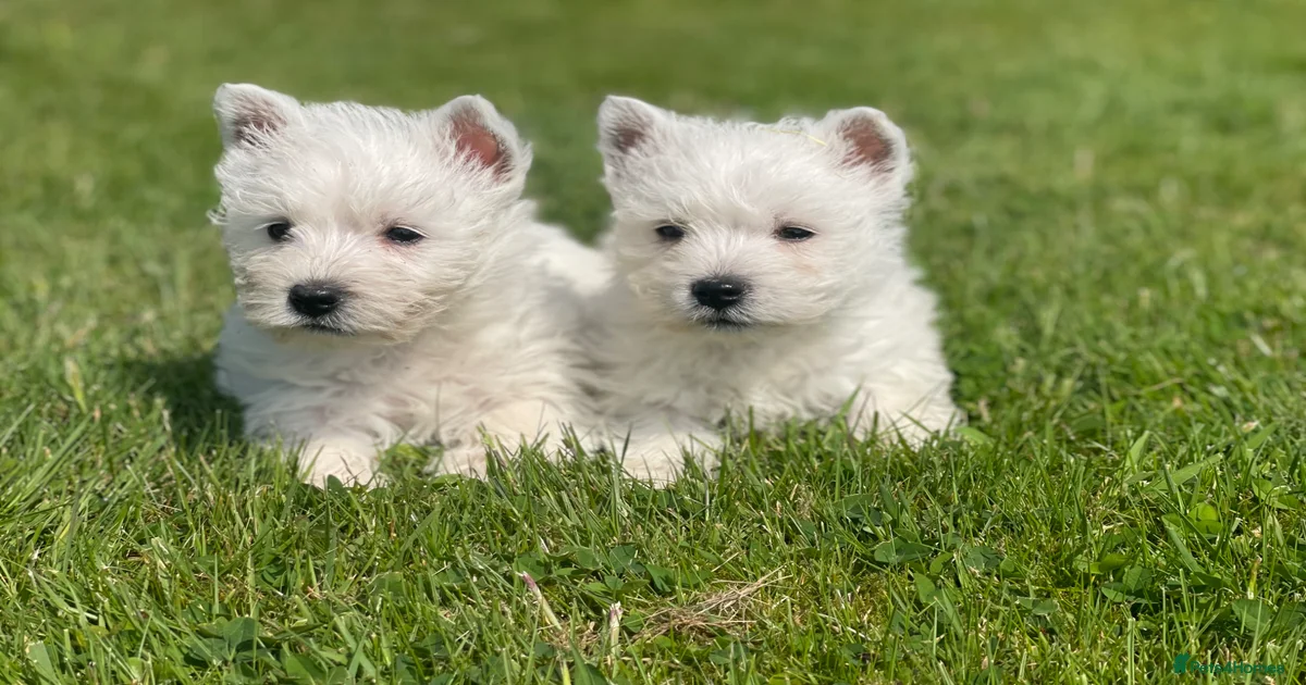 West Highland Terrier Puppies for sale | Pets4Homes