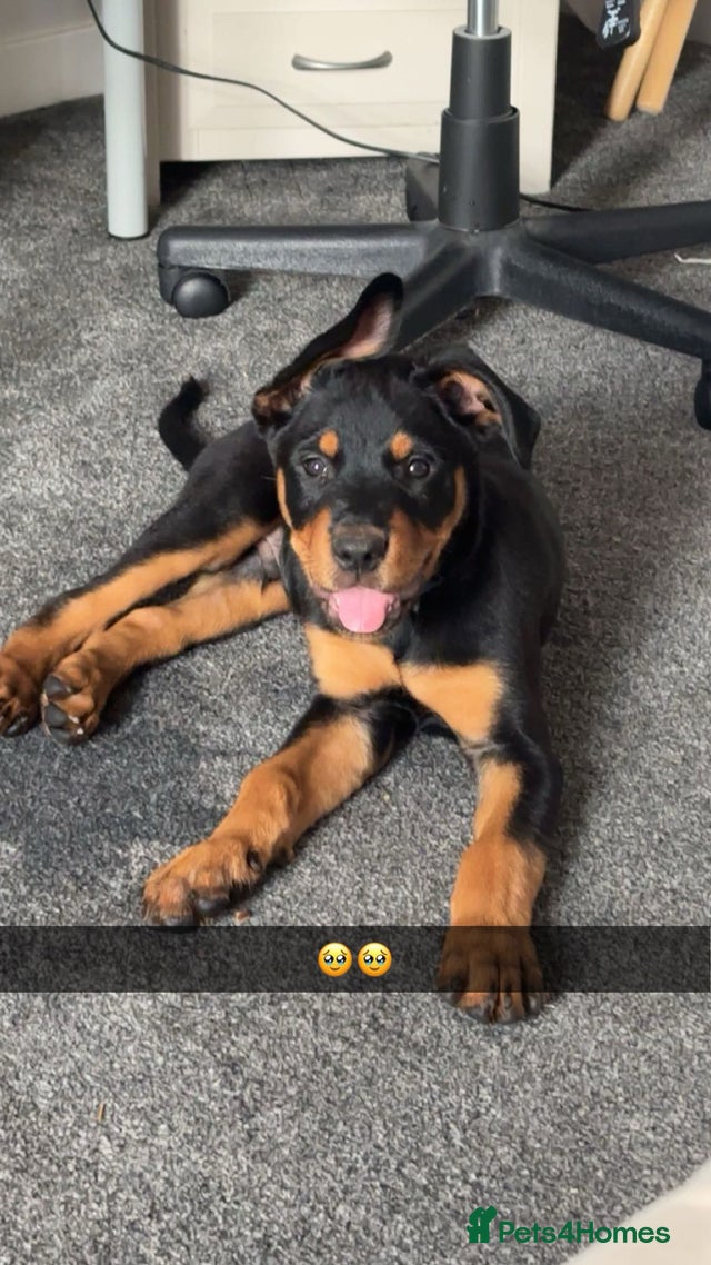 rottweiler puppy needs rehoming for sale in Doncaster | Pets4Homes