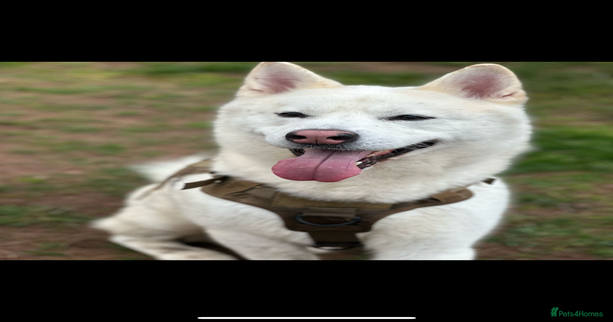 Pure white Japanese Akita for stud for stud in Neath | Pets4Homes