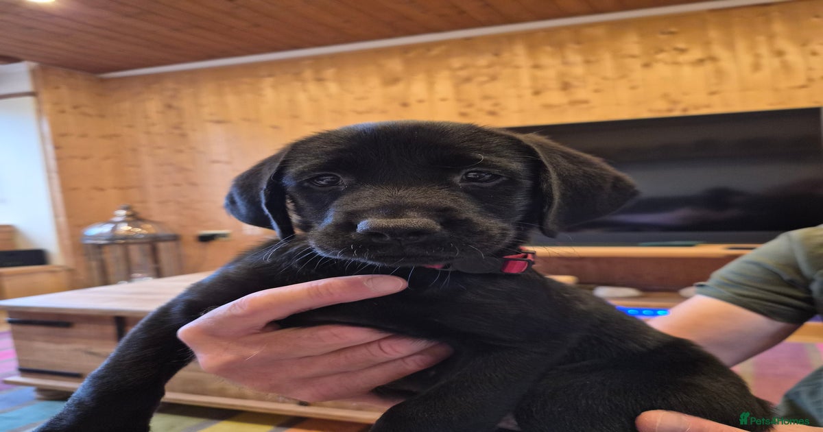 Black labrador retriever for sale in Bedford | Pets4Homes