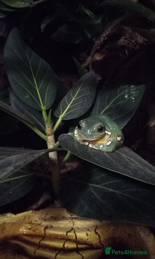 'Tweedle Dee' Whites Tree Frog Bioactive 60x45x90 for sale in Margate ...
