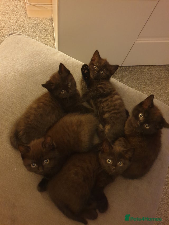 BSH Kittens for sale in Sheffield | Pets4Homes
