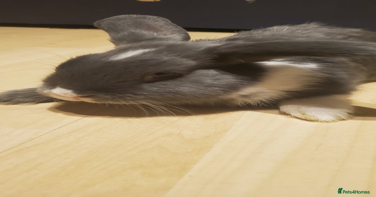 Lovely rabbits for sale in London | Pets4Homes