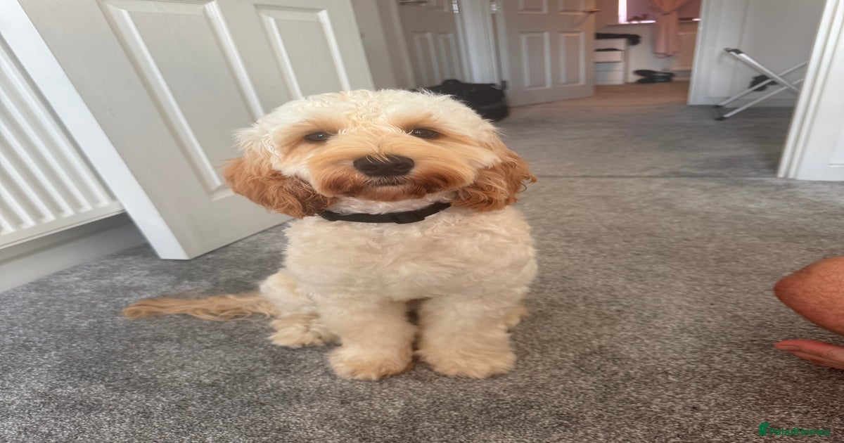 Rusty the cockapoo for sale in Deeside | Pets4Homes
