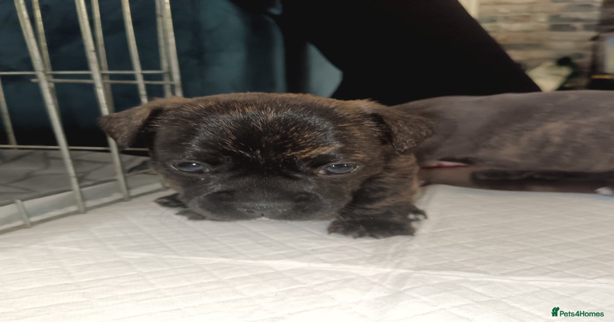 Frenchie cross chihuahua puppy. Male. for sale in Ramsgate | Pets4Homes