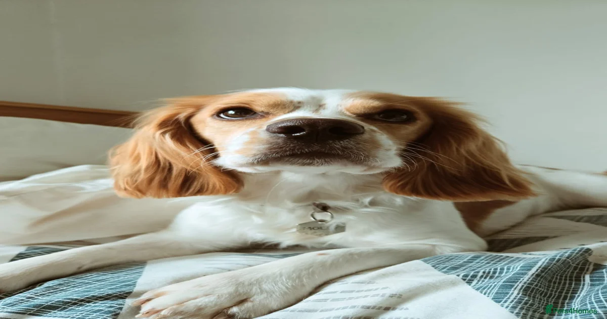 Cockapoo Puppies for sale | Pets4Homes