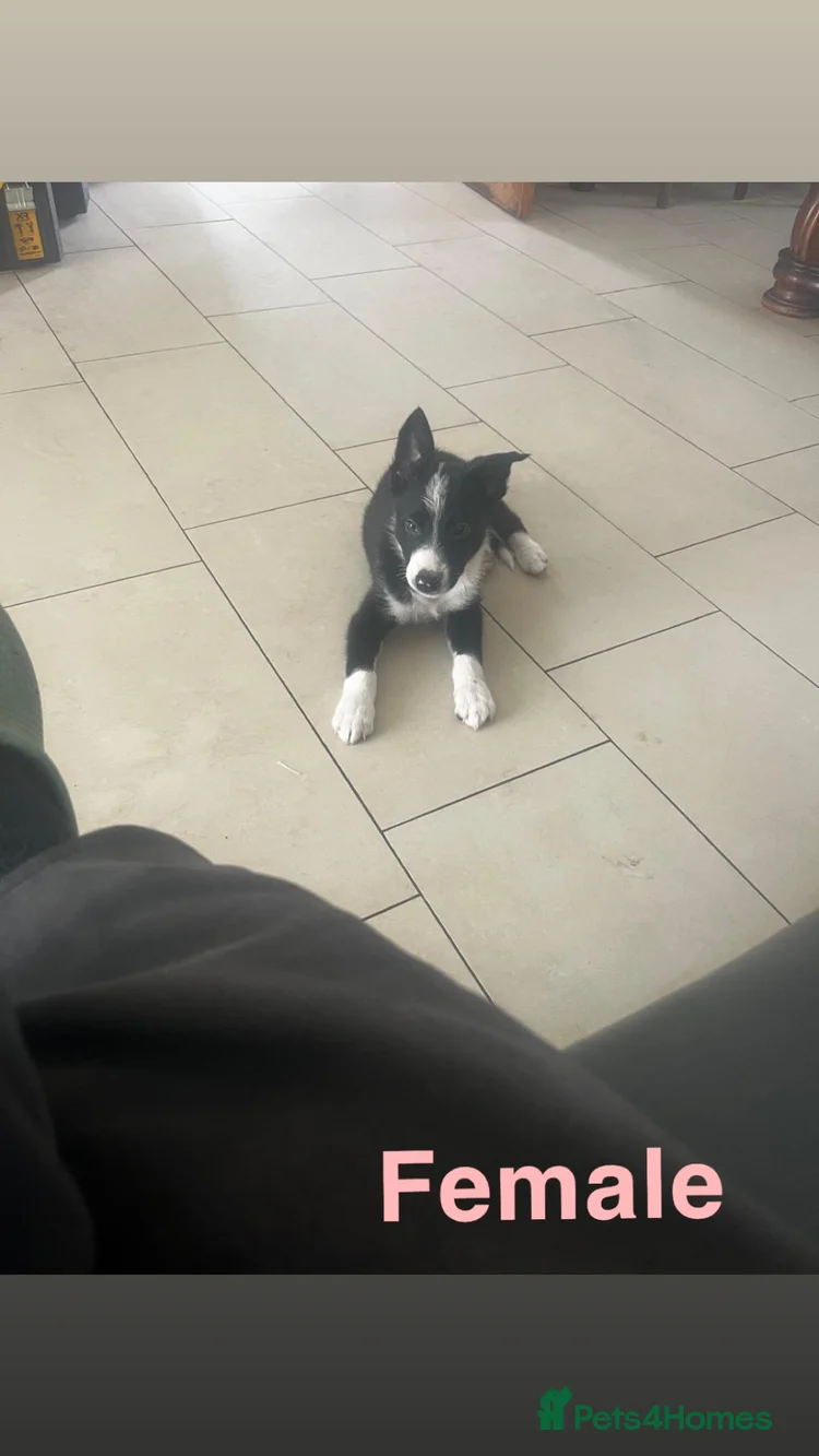 Gorgeous litter of border collie puppies for sale in Redditch | Pets4Homes