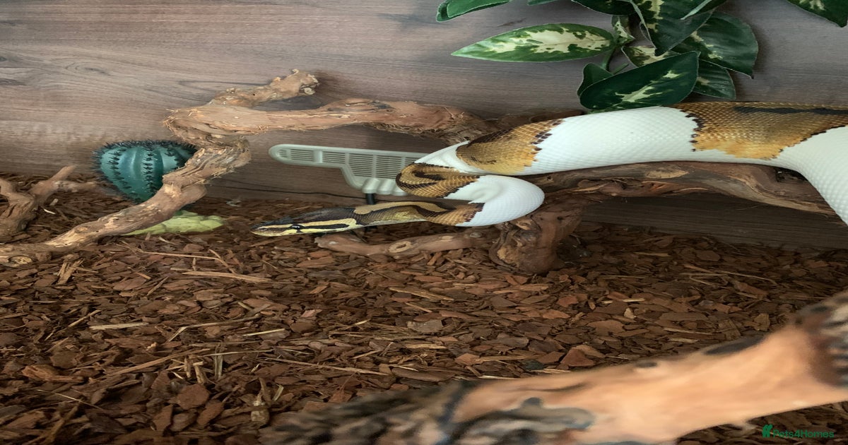 High white pied royal python for sale in Southampton | Pets4Homes