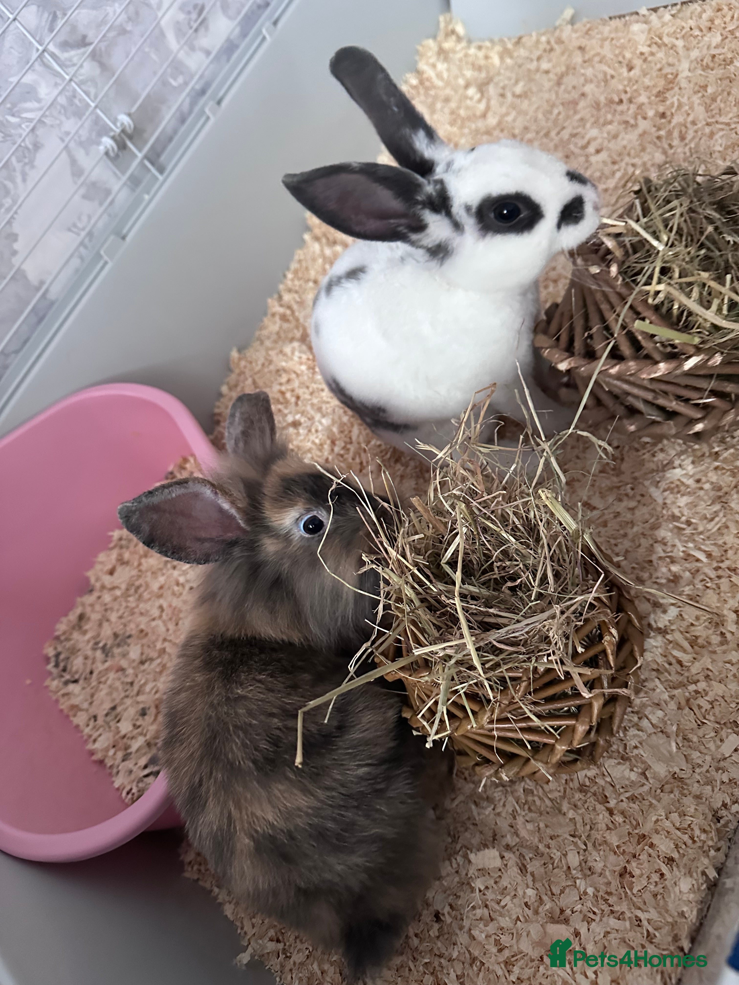 Lionhead and Rex baby rabbits for sale in Liverpool | Pets4Homes