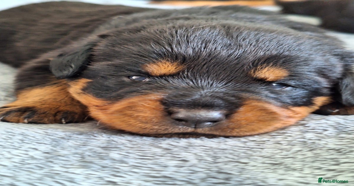 Chunky rottweiler puppies for sale in Egham | Pets4Homes