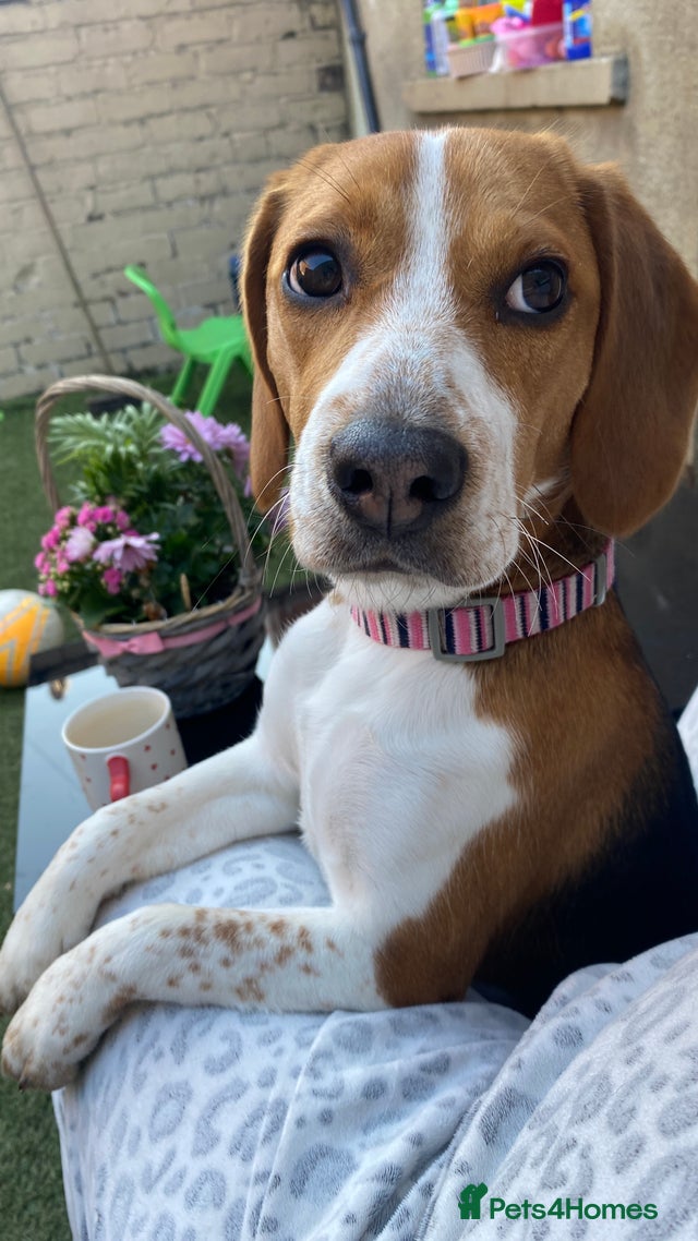 Beautiful Beagle looking for a new home for sale in Blackpool | Pets4Homes