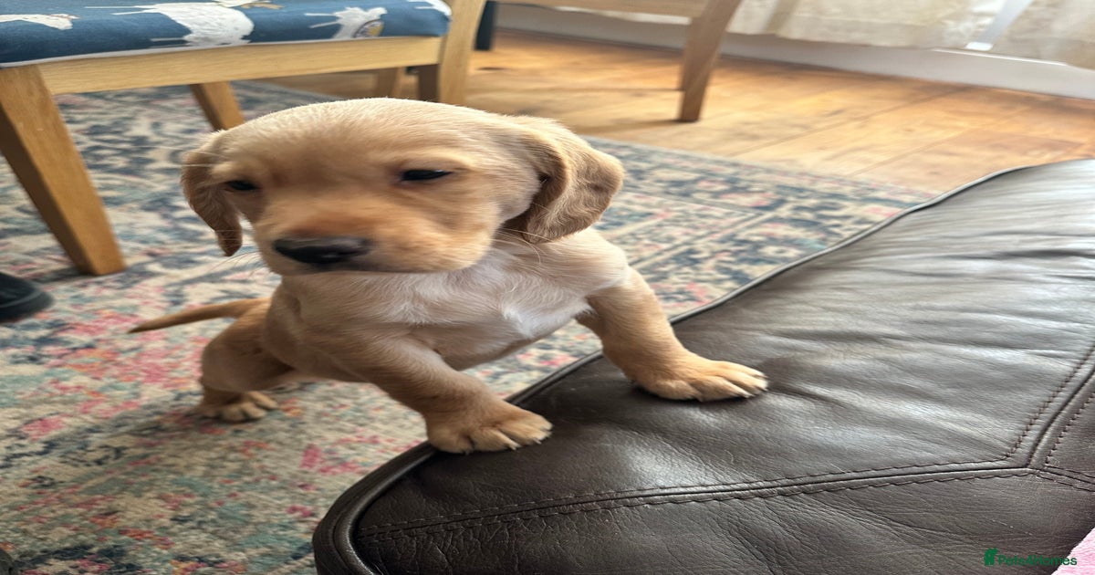 Meet the Cockerdors: Little Labbydabbydors for sale in Pontypool ...