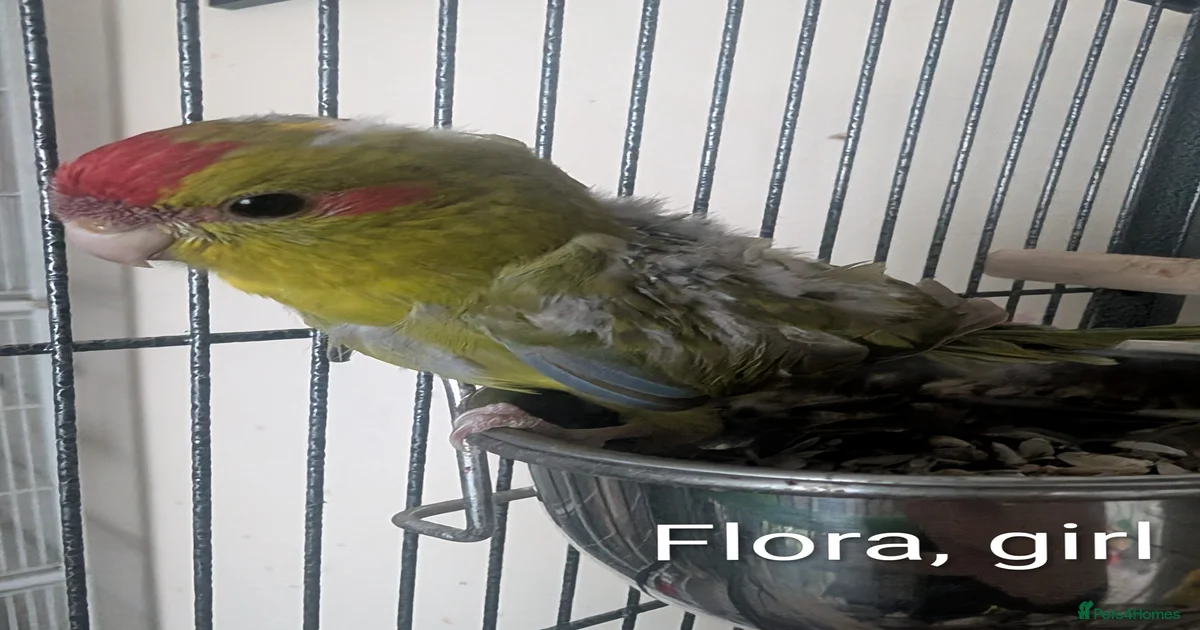 Birds for sale | Pets4Homes