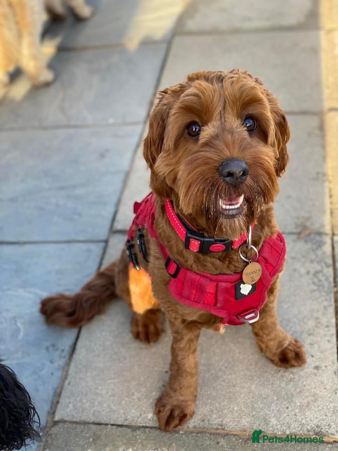 New Cavapoochon puppies for sale | Pets4Homes