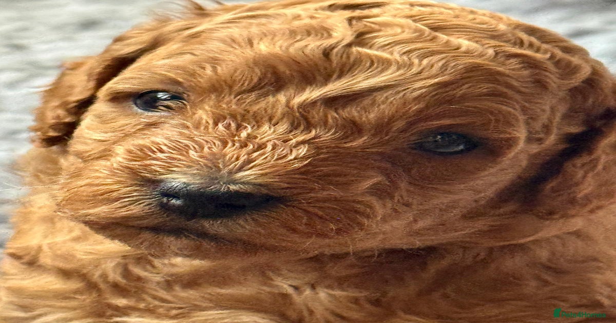 Gorgeous Fox Red F1b Cockapoo Puppies for sale in Brighton | Pets4Homes