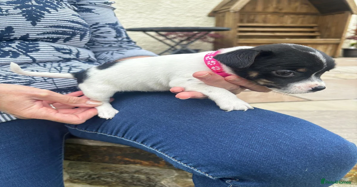 Jack Russel Terrier Puppies for sale in Ebbw Vale, Blaenau Gwent ...