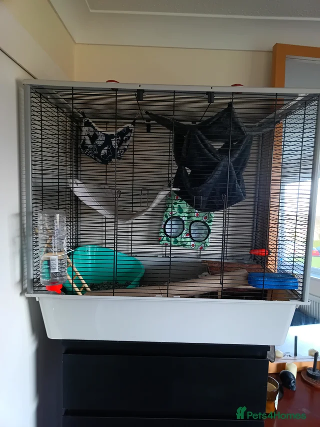 3 Dwarf rats and cage for sale in St. Ives | Pets4Homes