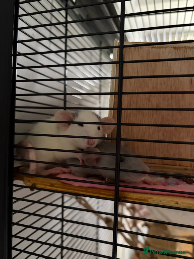 4 female dumbo rats + entire setup for sale in Brierley Hill | Pets4Homes
