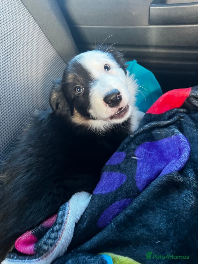 Border Collie for sale in London | Pets4Homes