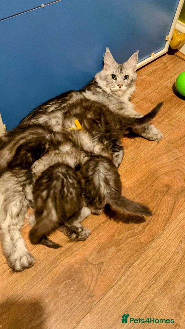 6 STUNNING PEDIGREE TICA REG MAINE COON KITTENS for sale in Boston ...