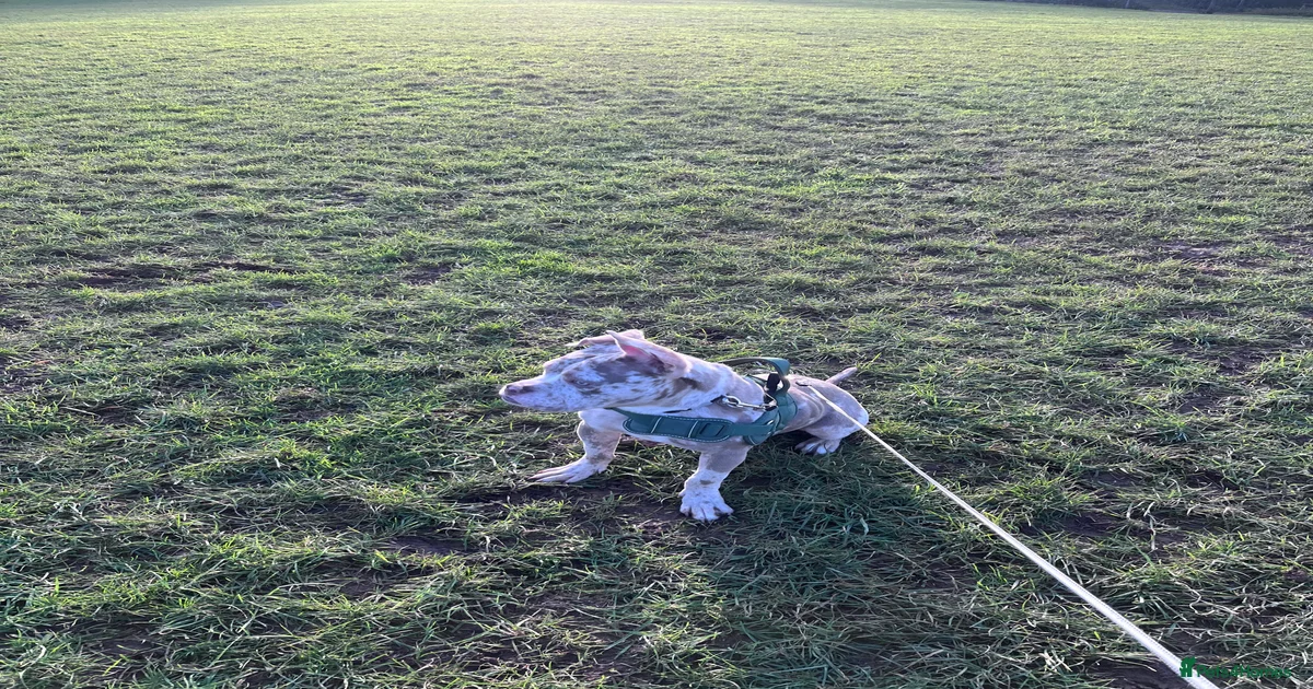 Male Standard x pocket bully for sale in Bristol | Pets4Homes