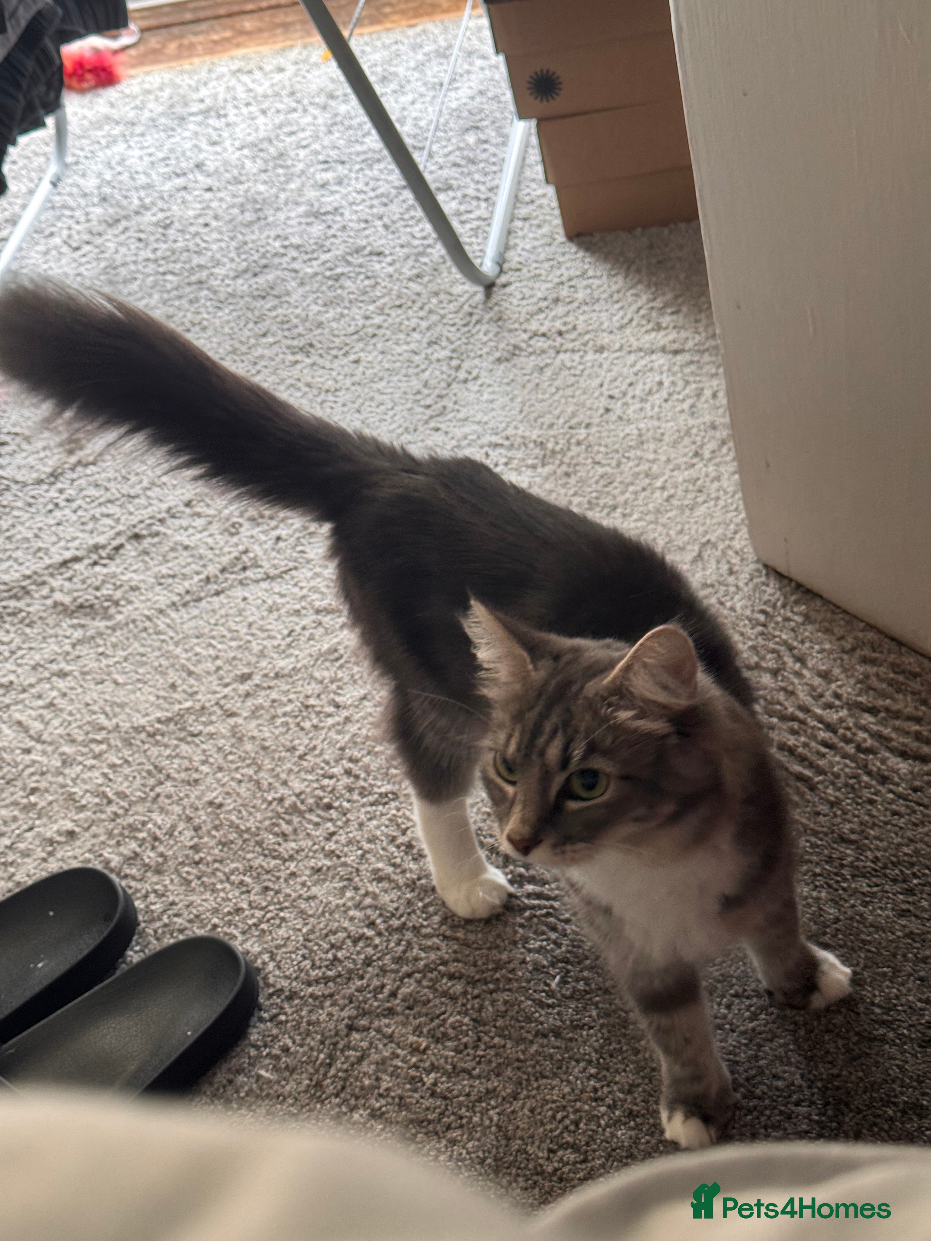 3 fluffy grey females - to go together for sale in Crawley | Pets4Homes